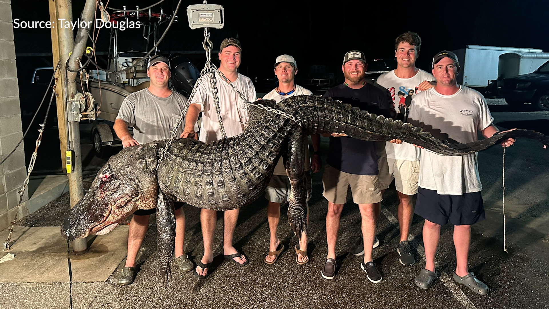 Monster alligator caught in Mobile Bay – WKRG News 5