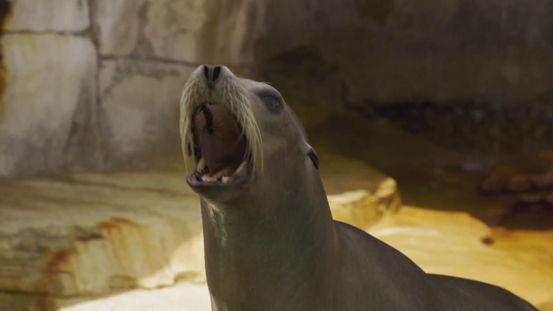 Trippin’ with Alaska Airlines: SeaWorld San Diego Pt.2 – KHON2