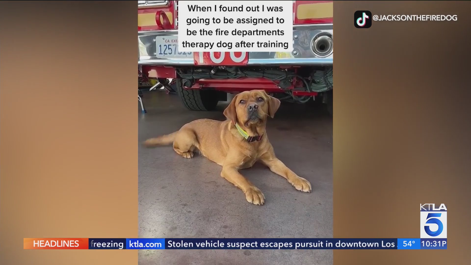 Local fire department’s peer support comfort canine going viral for ...