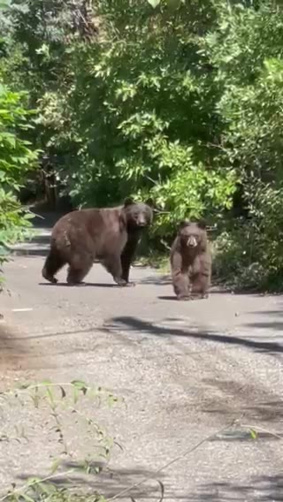 Three bears spotted near CU Boulder – FOX31 Denver