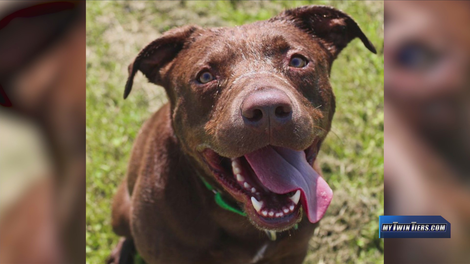 Pet of the Week: Milo, Animal Care Sanctuary – WETM – MyTwinTiers.com