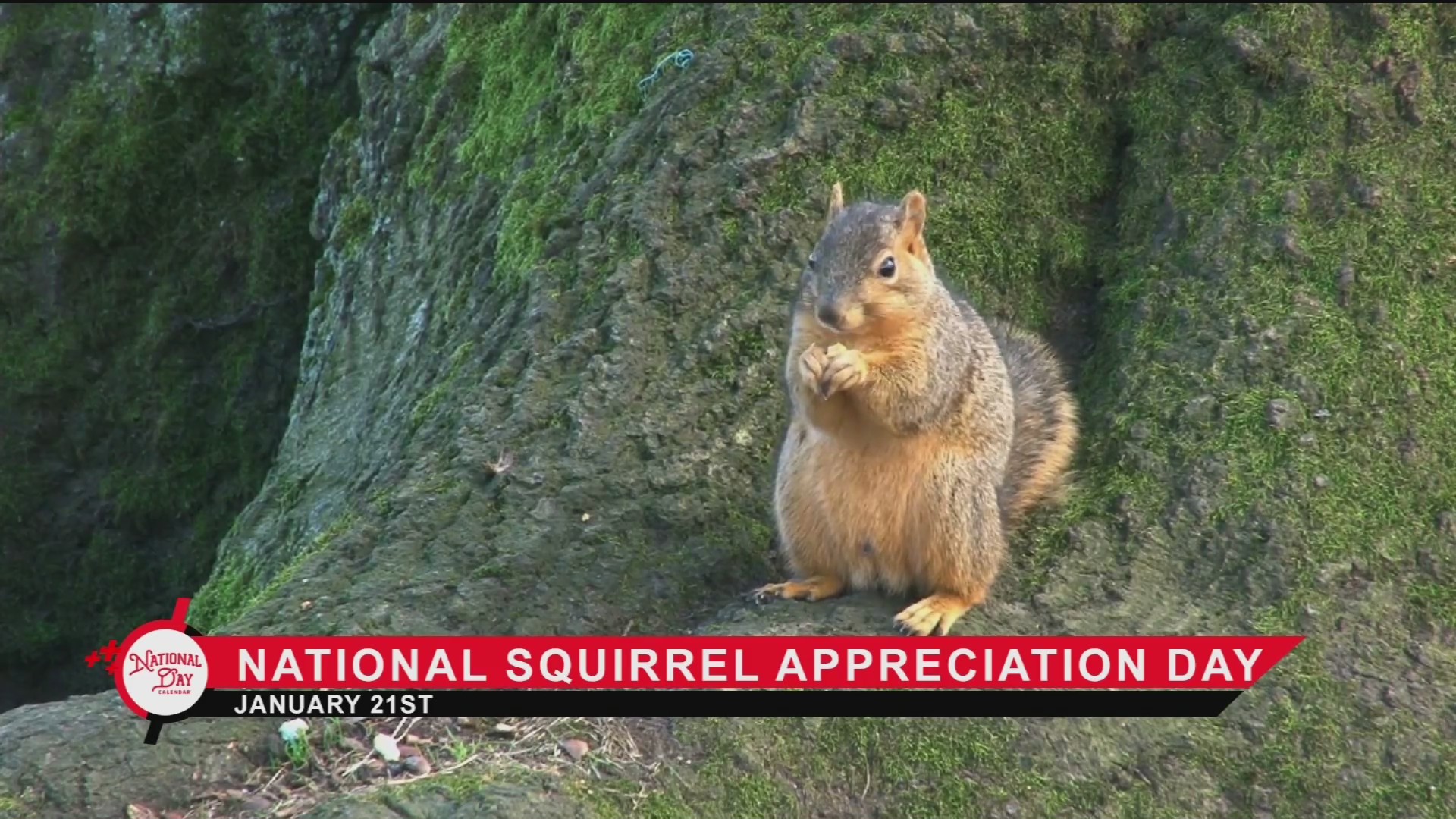 National Day Calendar: National Squirrel Appreciation Day – KX NEWS