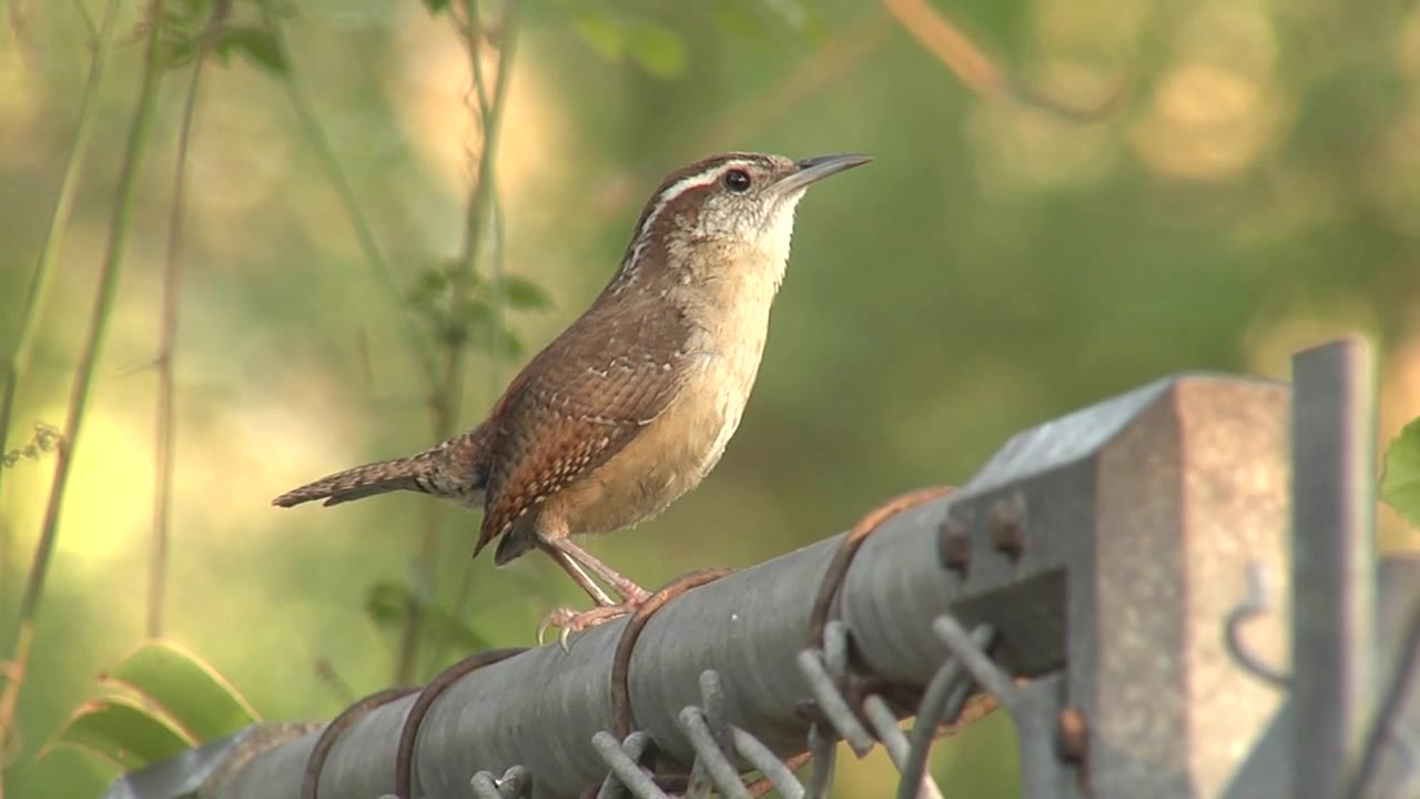 Richard Moore Outdoor Report: Wandering Wrens – KVEO-TV