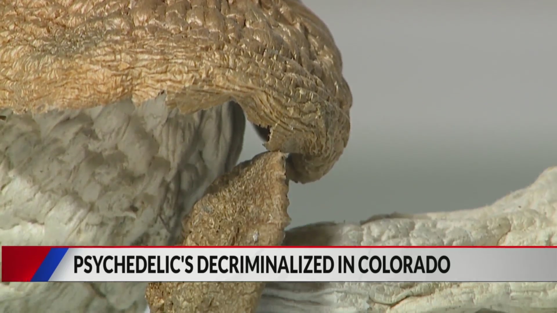 Psilocybin, other psychedelics, officially decriminalized in Colorado ...