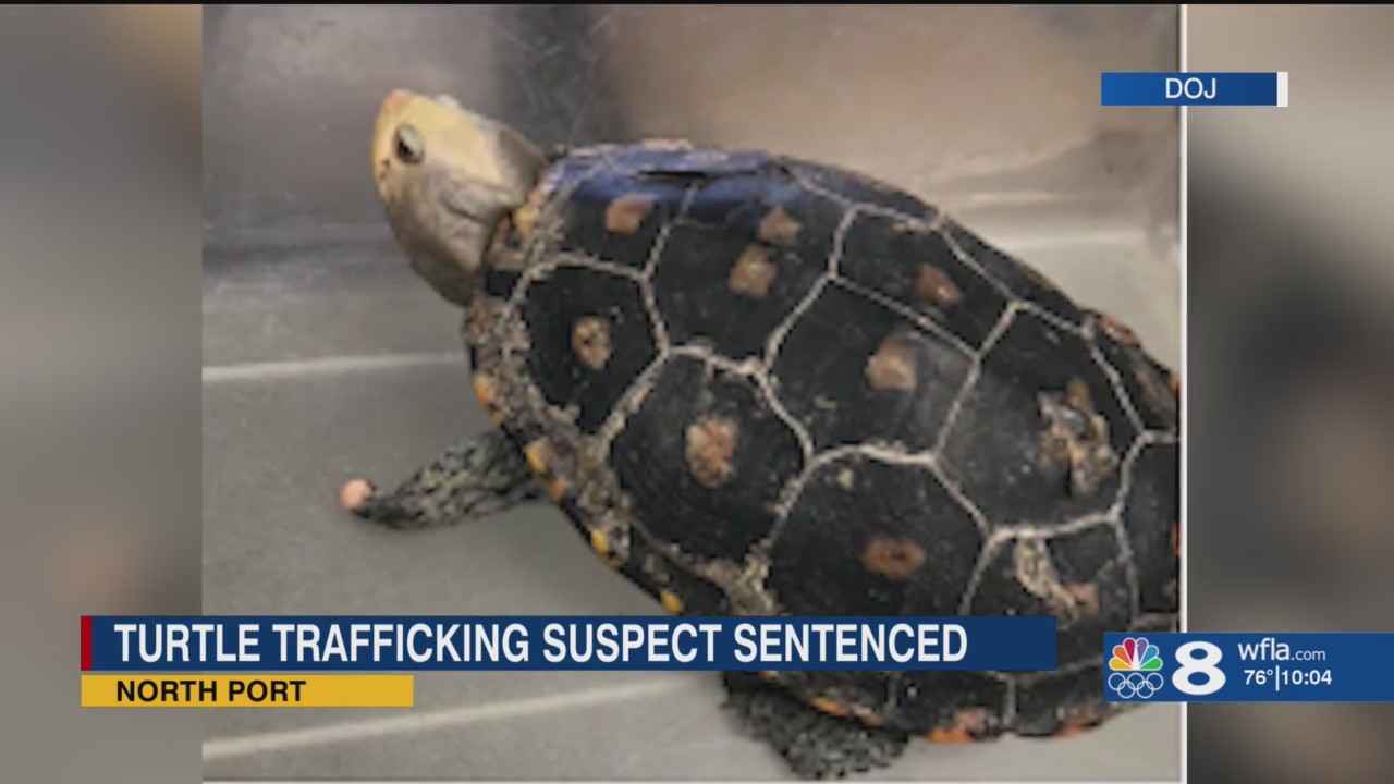 Spring Hill man sentenced to federal prison for trafficking over 100 ...