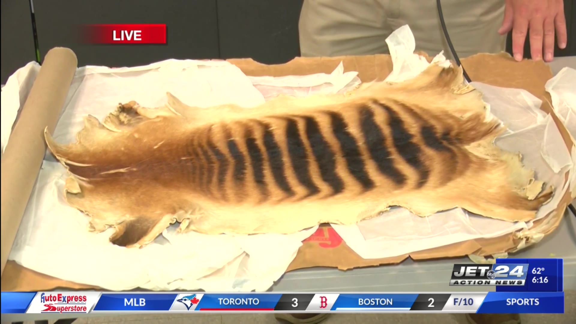 Wild Stuff: Extinct Tasmanian tiger pelt at the Erie Zoo – WJET/WFXP ...