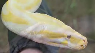 Woman swallowed whole by 22-foot python | Banfield – NewsNation
