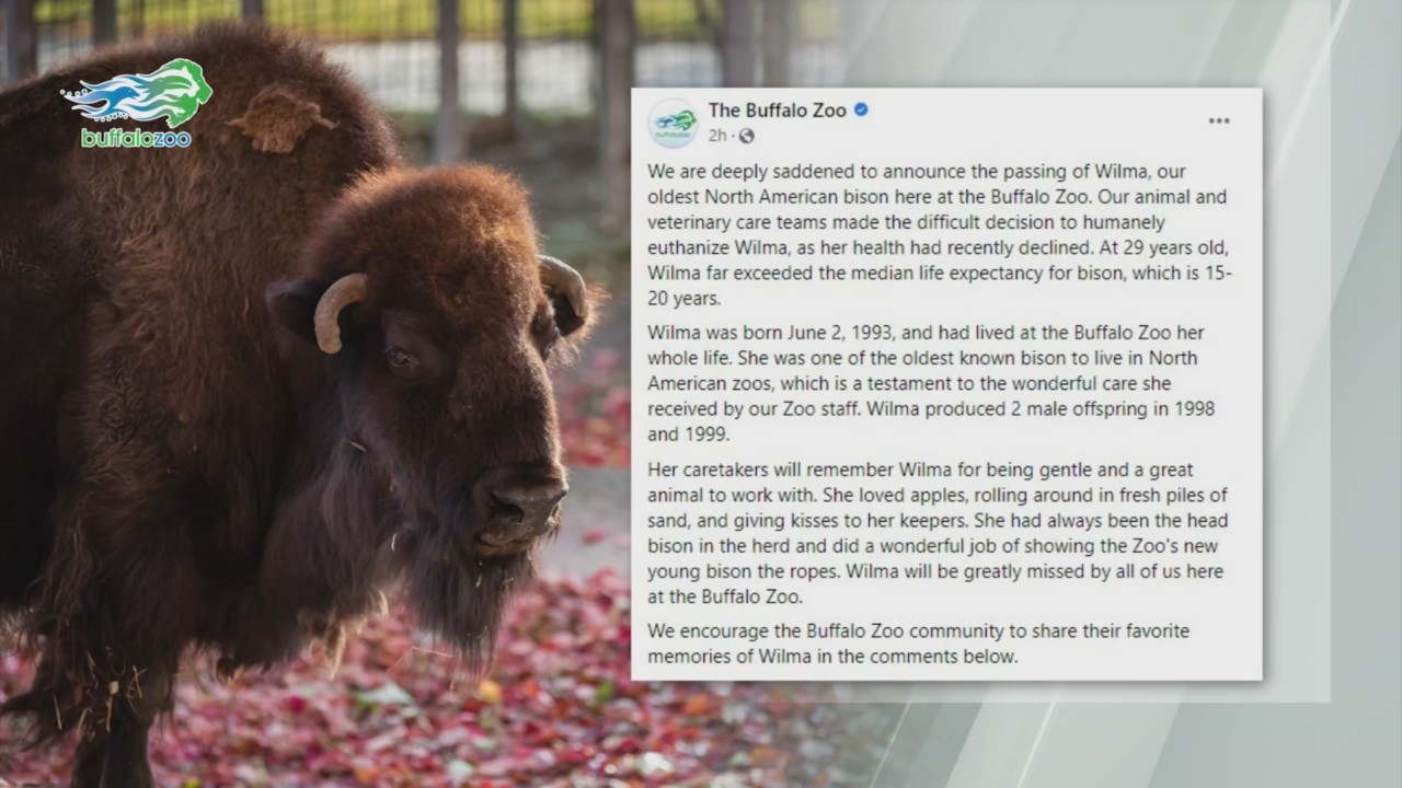 Oldest American bison at Buffalo Zoo dies just shy of 30 – News 4 Buffalo