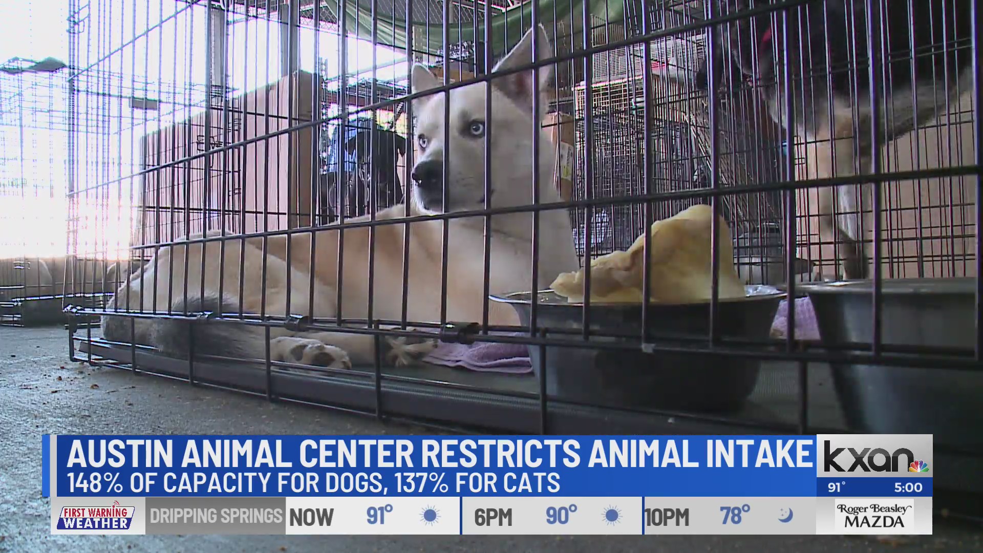 Austin Animal Center restricts animal intake due to overcapacity issues ...