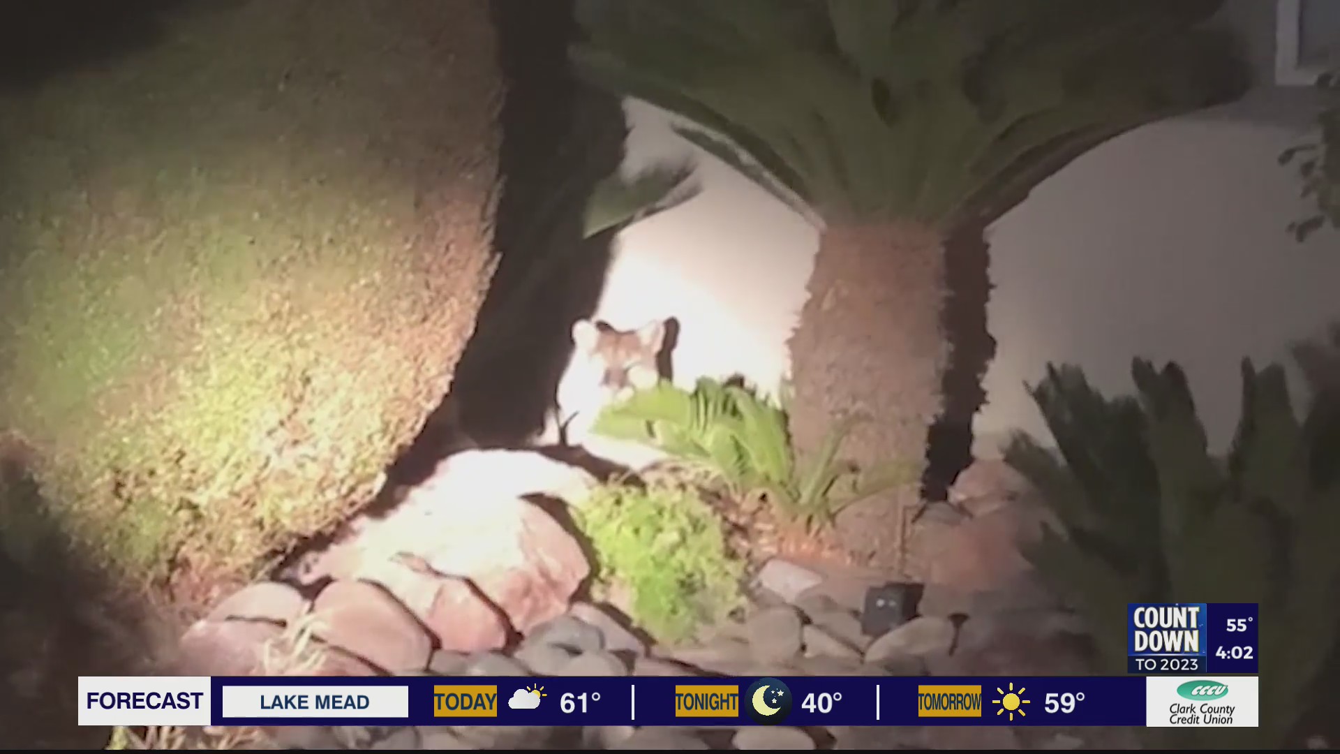 Mountain lion ‘safely captured’ in northwest Las Vegas neighborhood was ...