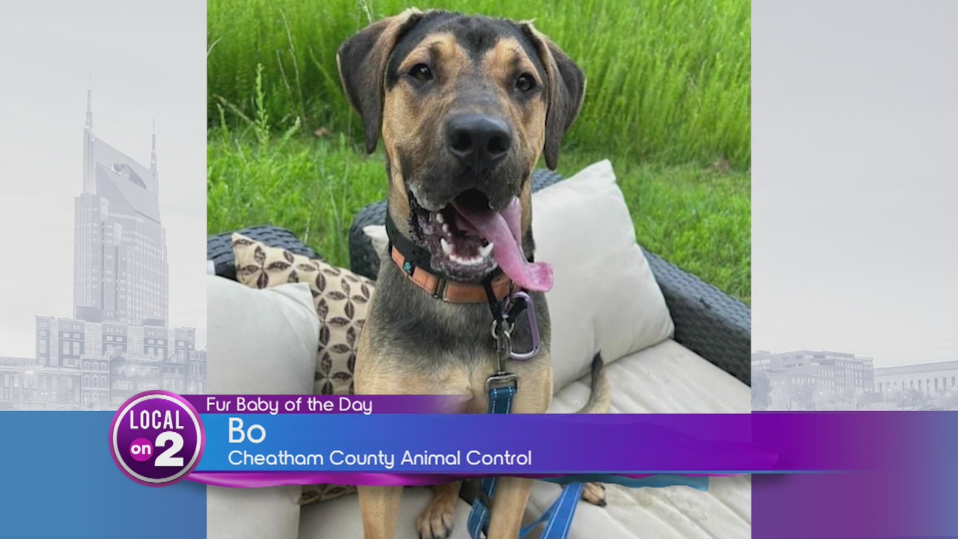 Fur Baby of the Day: Bo – WKRN News 2