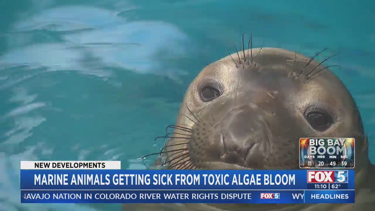 Marine Animals Getting Sick From Toxic Algae Bloom – FOX 5 San Diego
