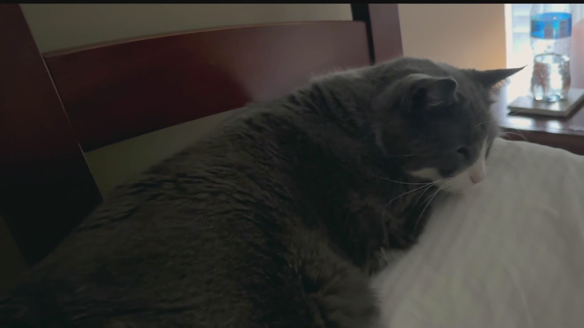 Len Rome’s Local Health: Pets sleeping in your bed – WYTV