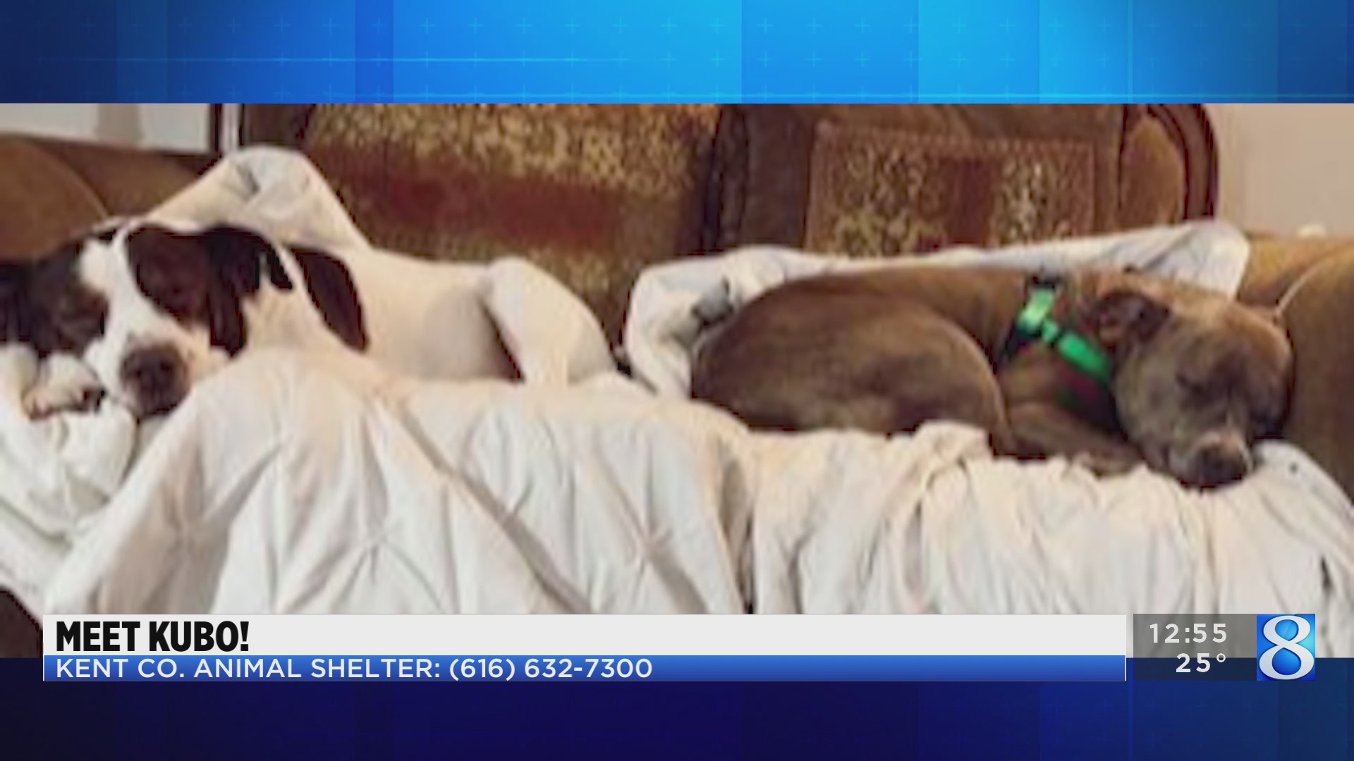 KCAS Pets of the Week: Kubo and Ms. Flo – WOODTV.com