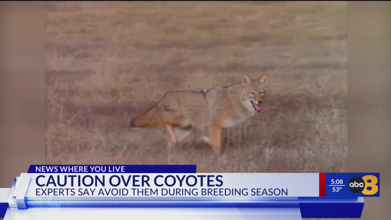 Coyote mating season prompts extra ‘coyote caution’ for Virginia ...