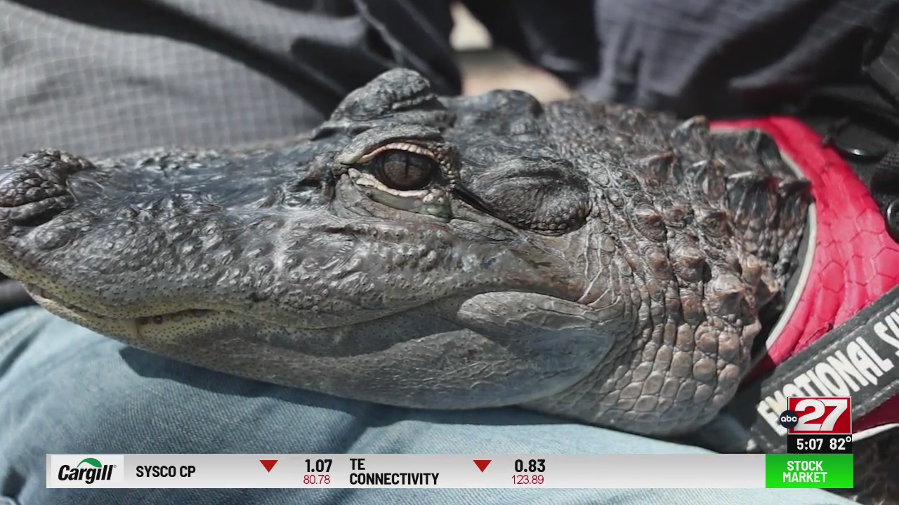 Wally, the Lebanon Co.-based emotional support alligator, gains global ...
