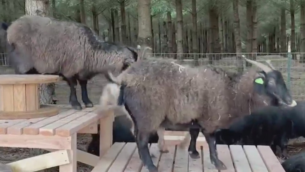 We’re not kidding! Local Eagle Scouts build ‘goat enrichment platform ...