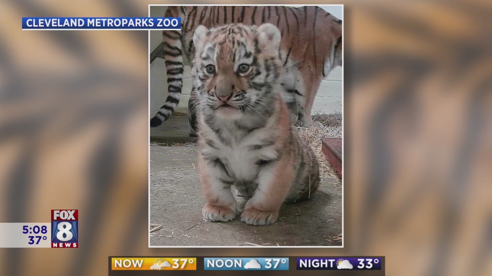 CLE Zoo’s tiger cubs ready for big debut – Fox 8 Cleveland WJW