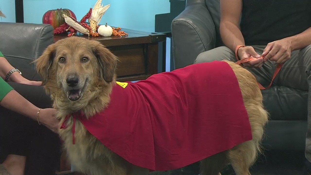Home Sweet Home: Meet Brie – FOX21 News Colorado