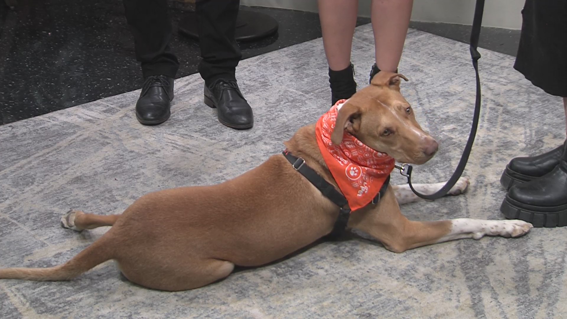 Animal Humane New Mexico’s Doggie Dash and Dawdle for shelter pets ...