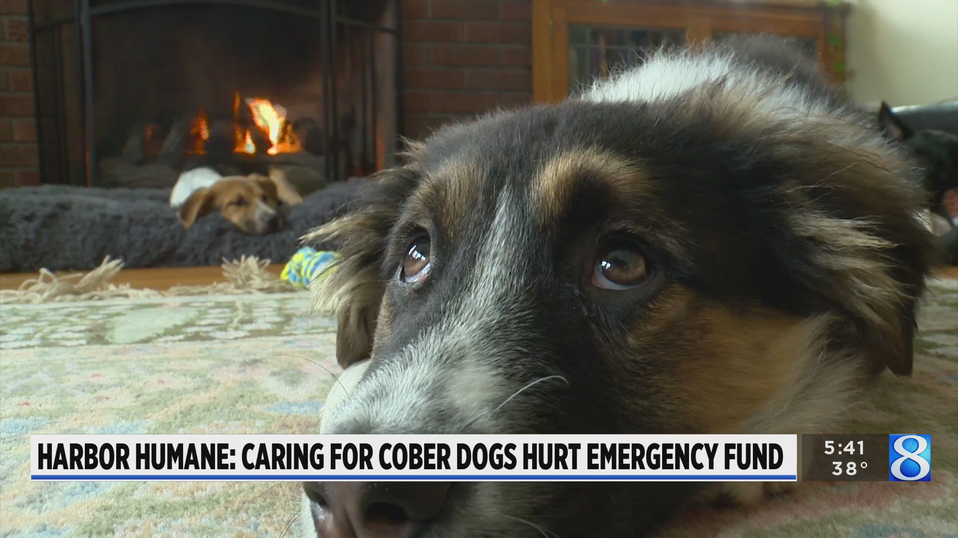 Harbor Humane closed due to parvo outbreak – WOODTV.com