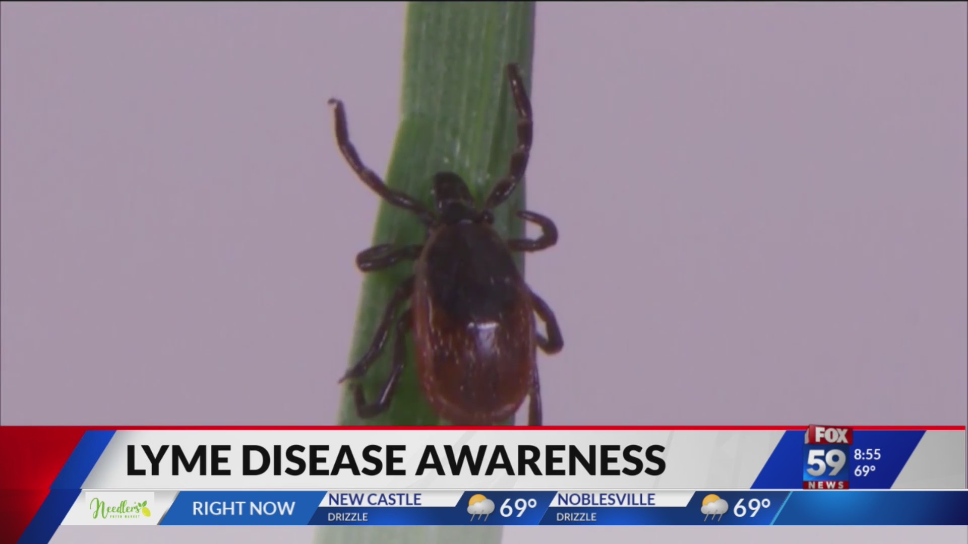 Protecting yourself from tick and Lyme disease – Fox 59