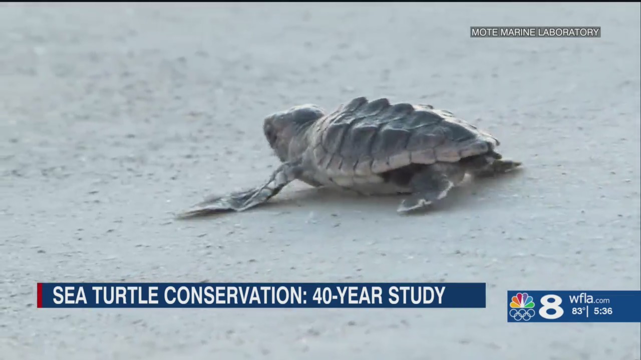 40 year study gives Mote researchers insight on sea turtle populations ...