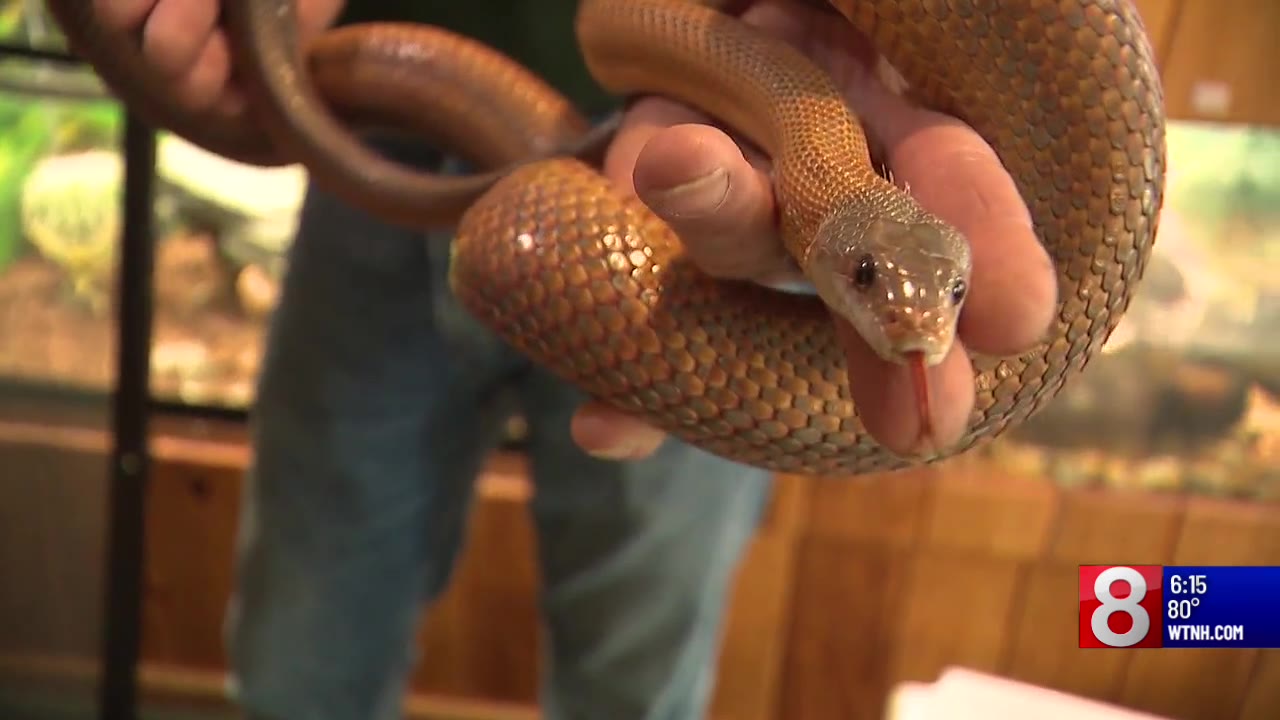 What to do if you encounter a snake in Connecticut – WTNH.com