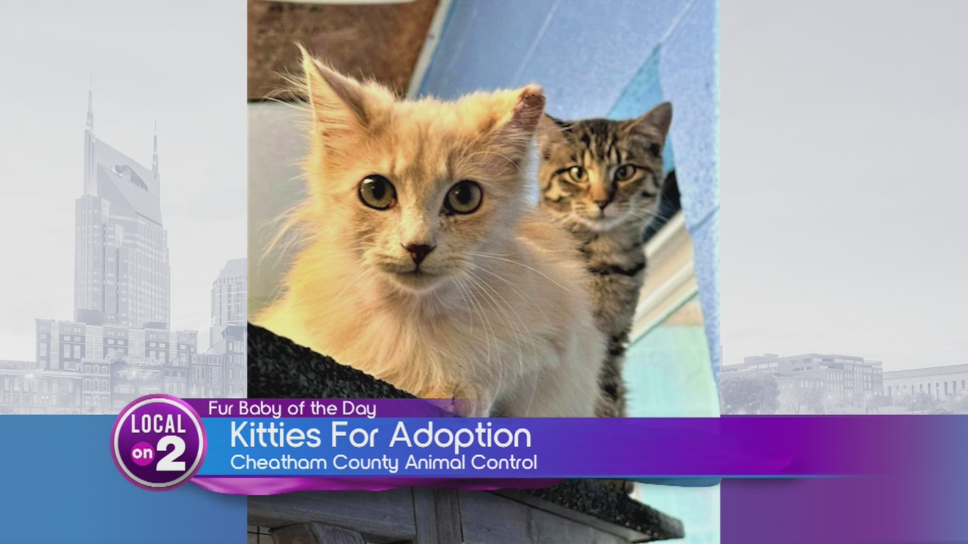 Fur Babies of the Day: Cheatham County Cats! – WKRN News 2