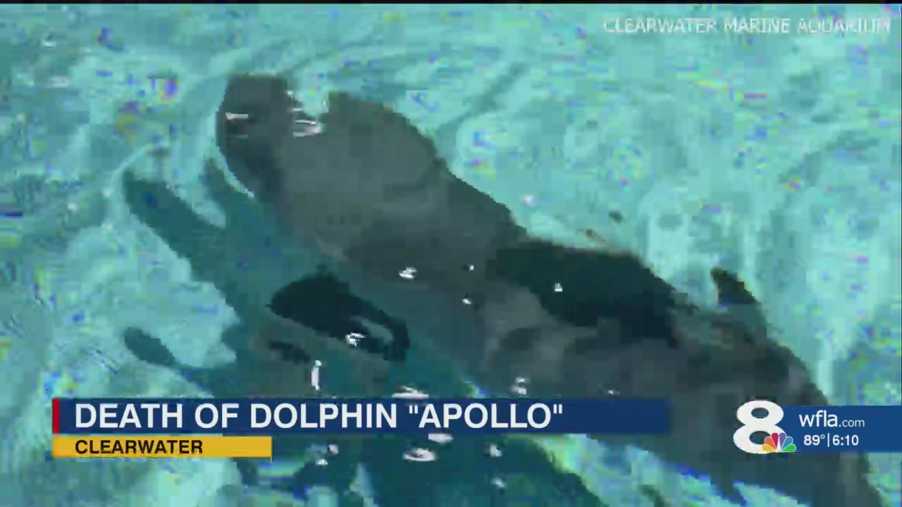 ‘Heartbroken’: Clearwater Marine Aquarium mourns loss of beloved 4-year ...
