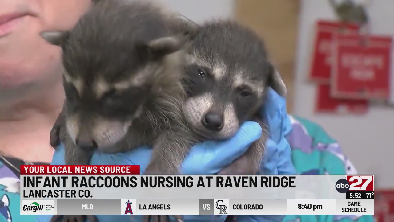 Infant Raccoons nursing at Raven Ridge – ABC27