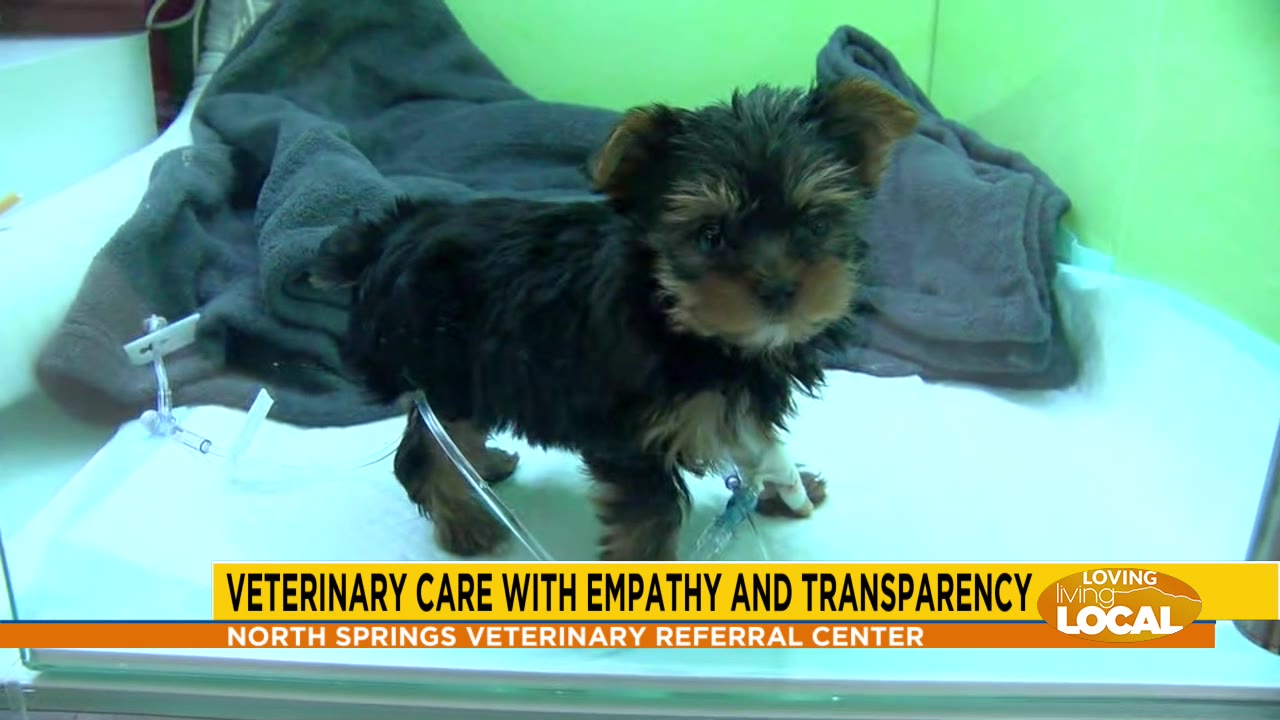 North Springs Veterinary Referral Center (2) – Loving Living Local ...