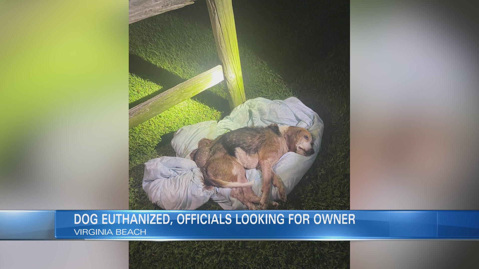 Weak dog abandoned at Virginia Beach park, authorities seeking owner ...