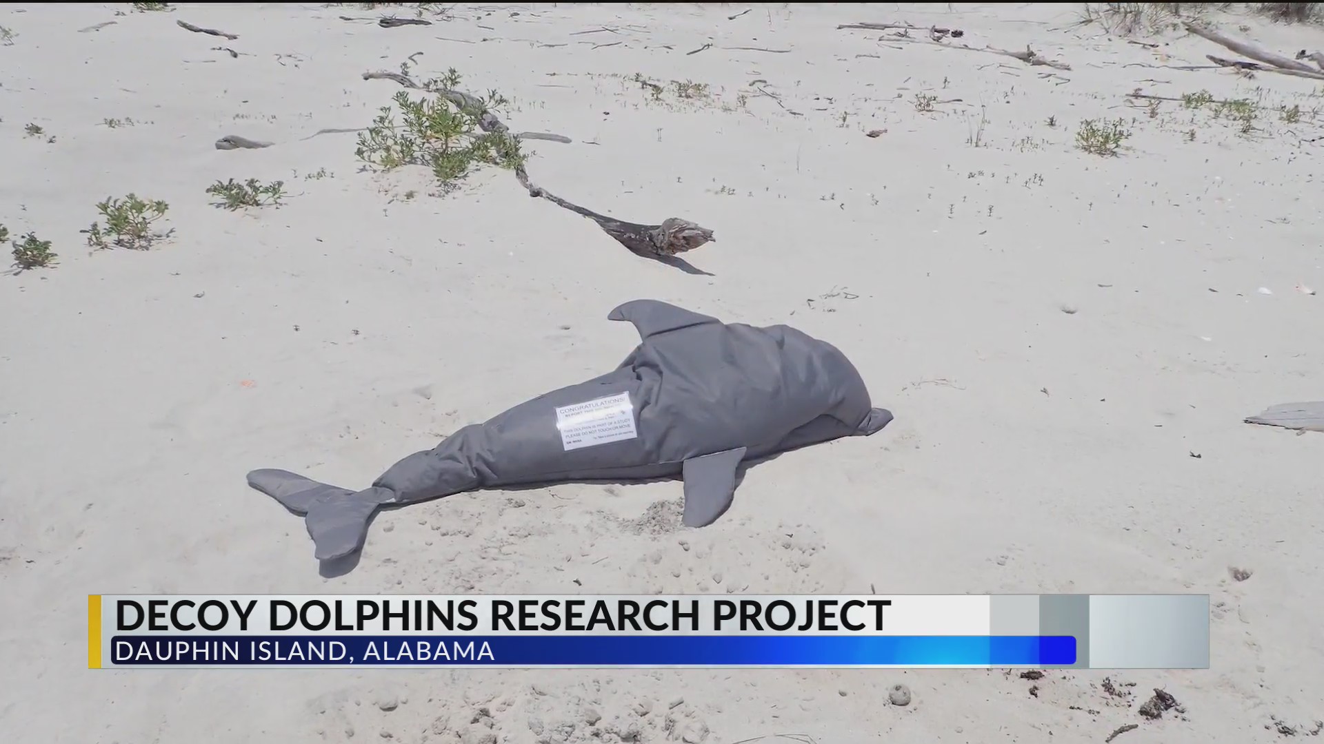 Dauphin Island Sea Lab finding new ways to find stranded dolphins ...