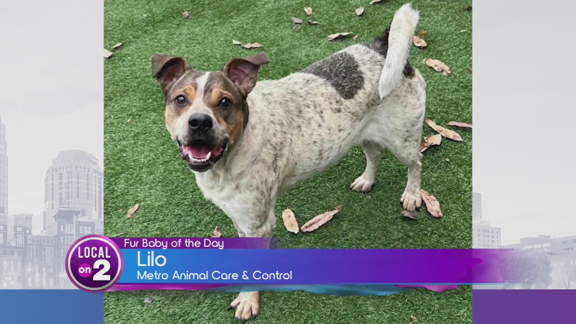 Lilo the dog is still waiting for her Christmas miracle – WKRN News 2