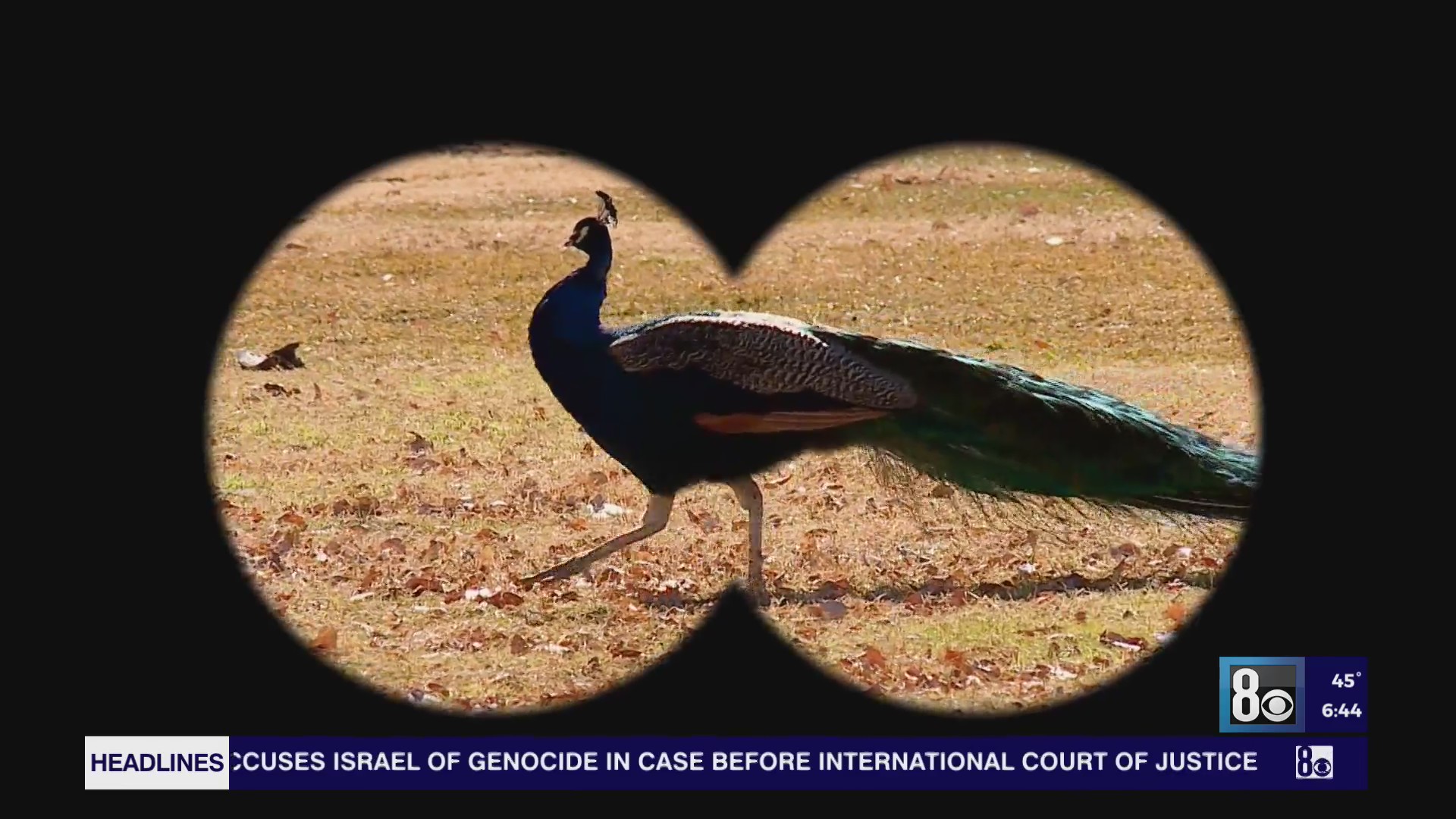 Las Vegas will lose these peacocks if nothing changes – KLAS