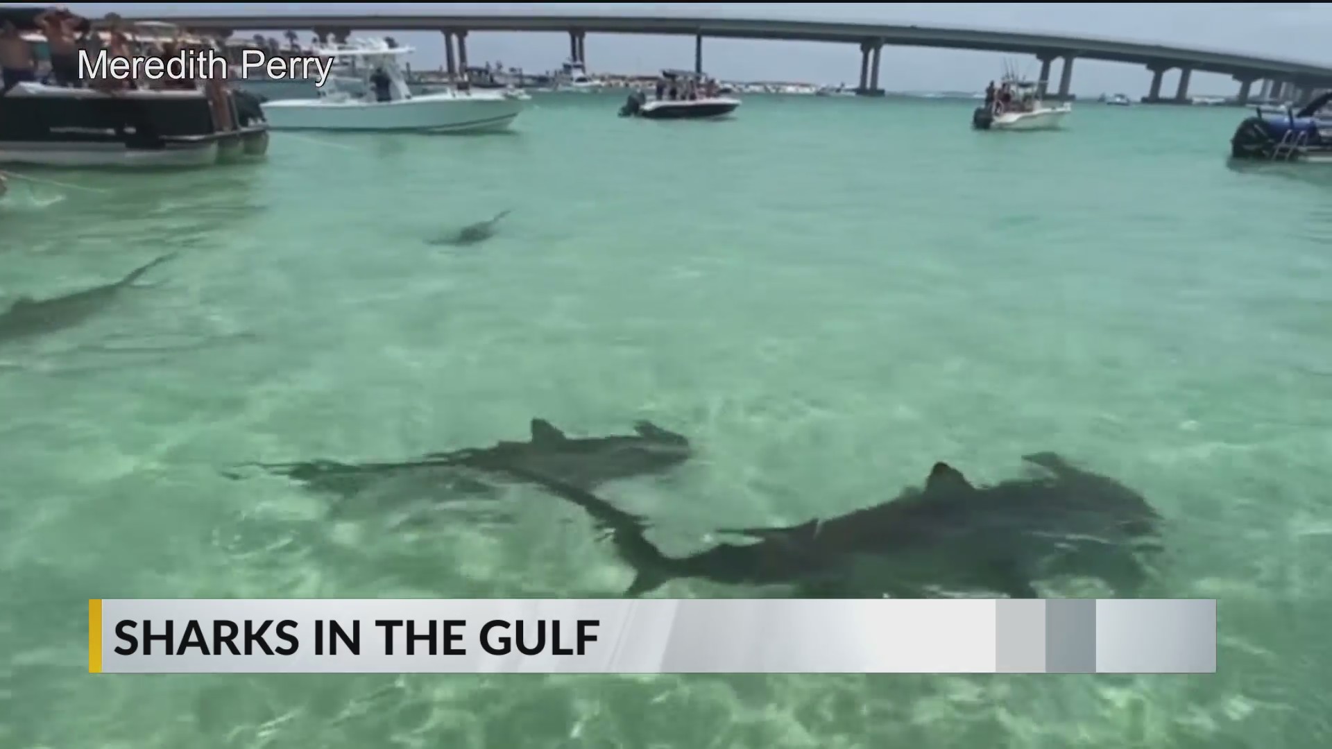 Sharks in the Gulf – WKRG News 5