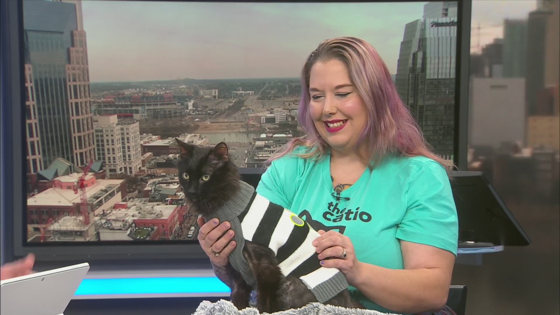 Newsmaker: Senior cat catio lounge – WKRN News 2