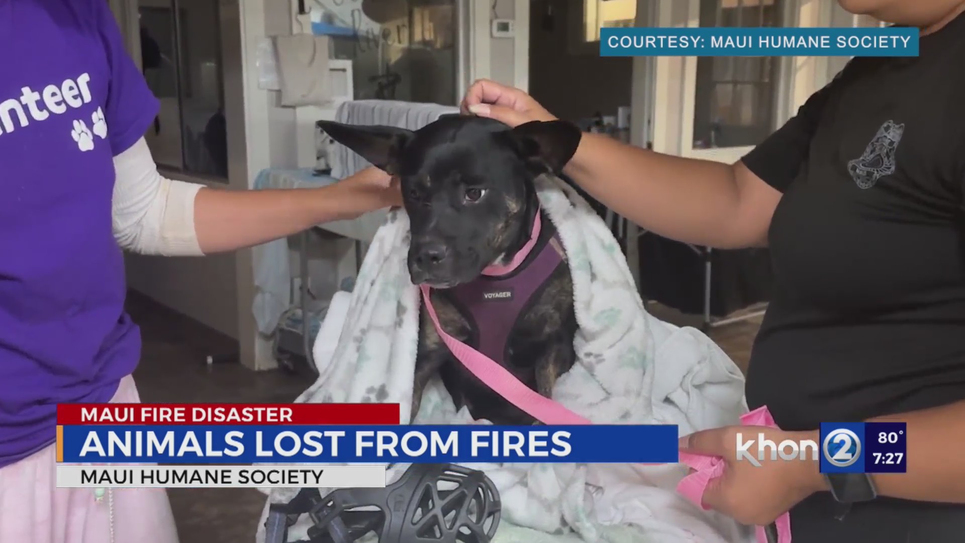 The pets, wildlife that are lost, injured in Maui’s fire – KHON2