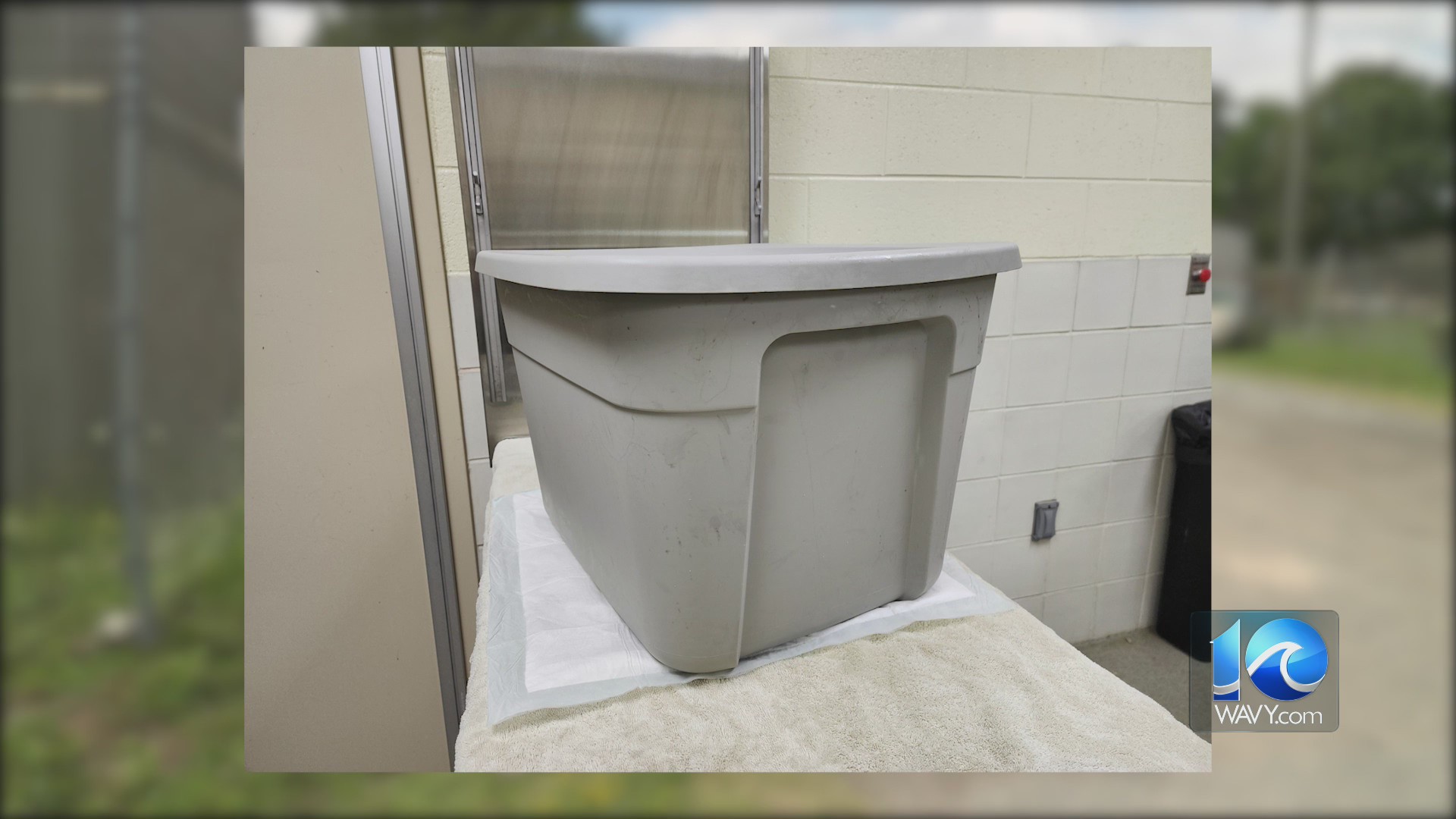 Puppy left in a box on the side of the road dies – WAVY.com