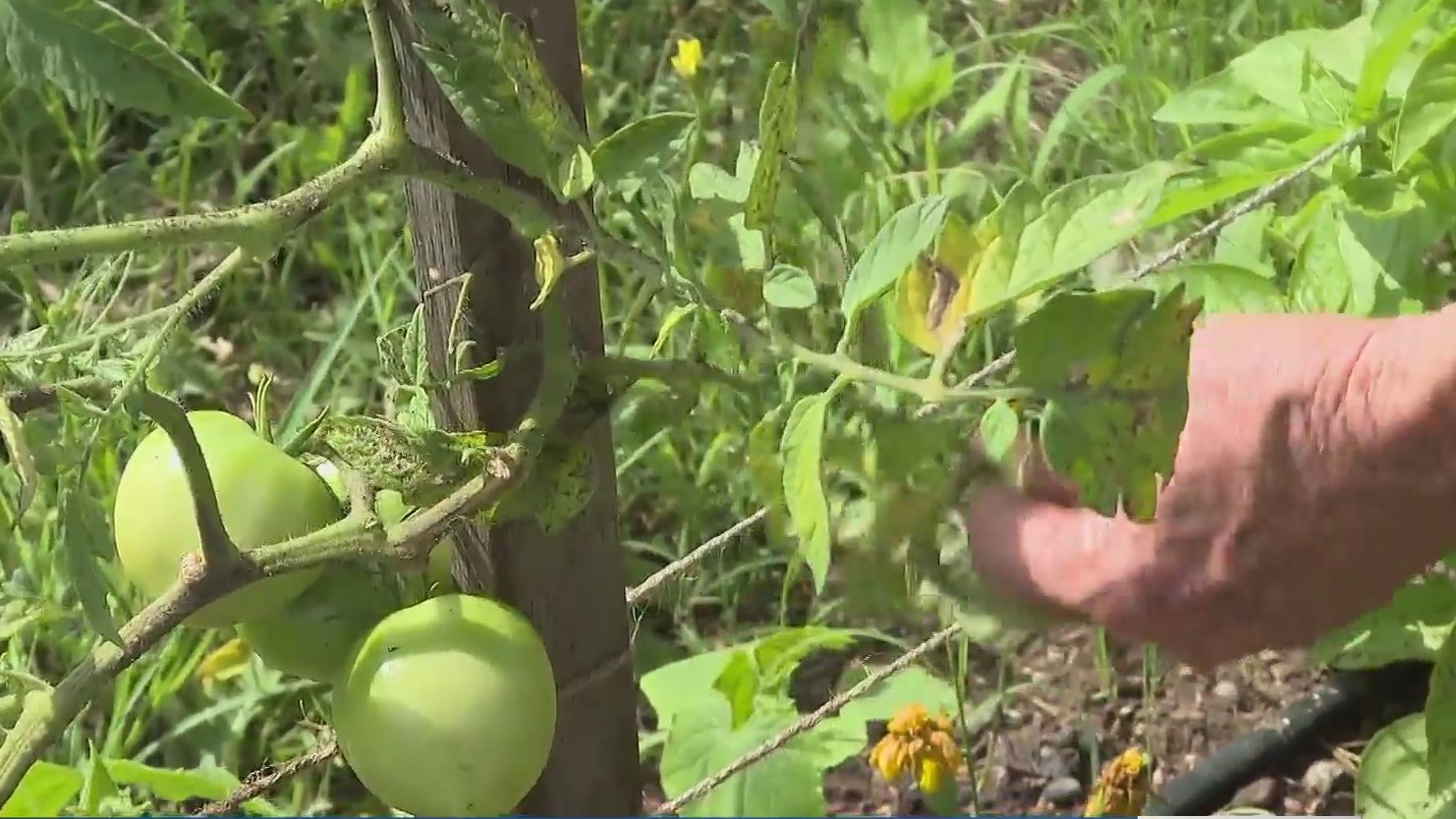 How Texans can learn more about local produce, state-made wines – KXAN ...