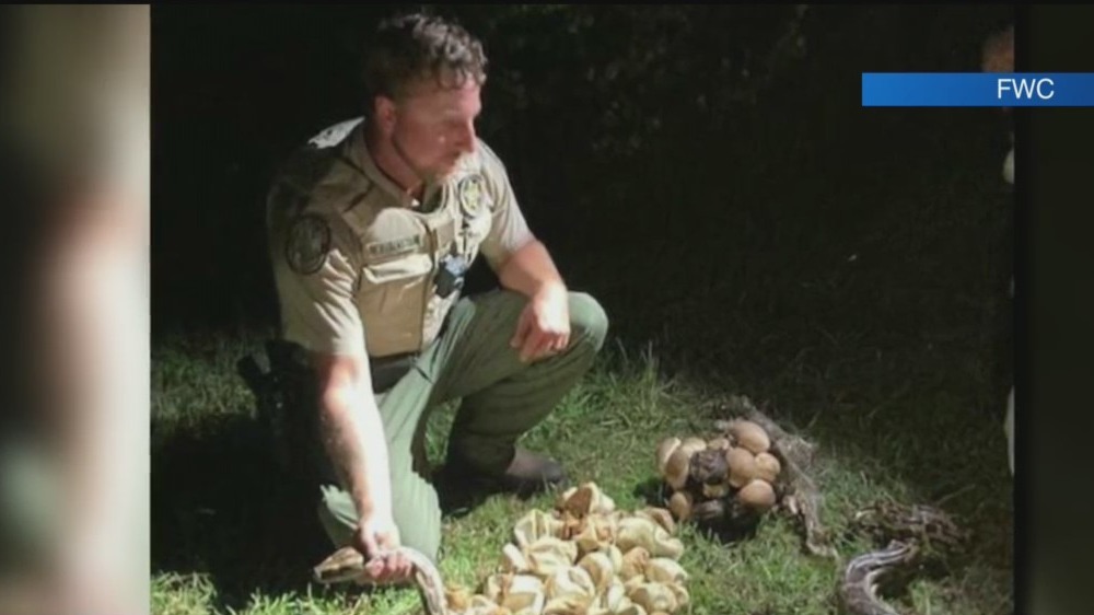 2 massive mama pythons, dozens of hatched and unhatched eggs discovered ...