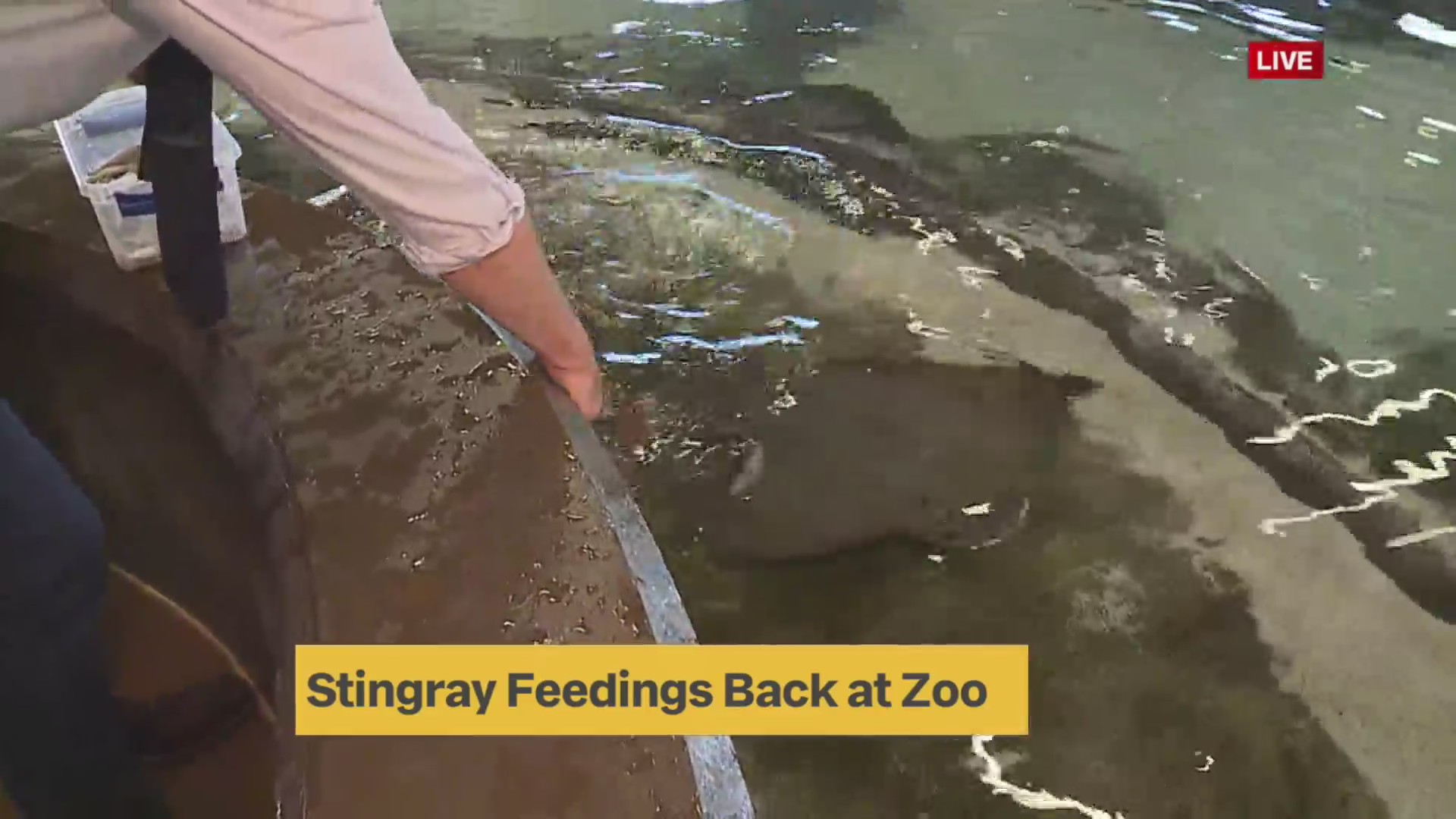 Stingray feedings return to KC Zoo – FOX 4 Kansas City WDAF-TV | News ...