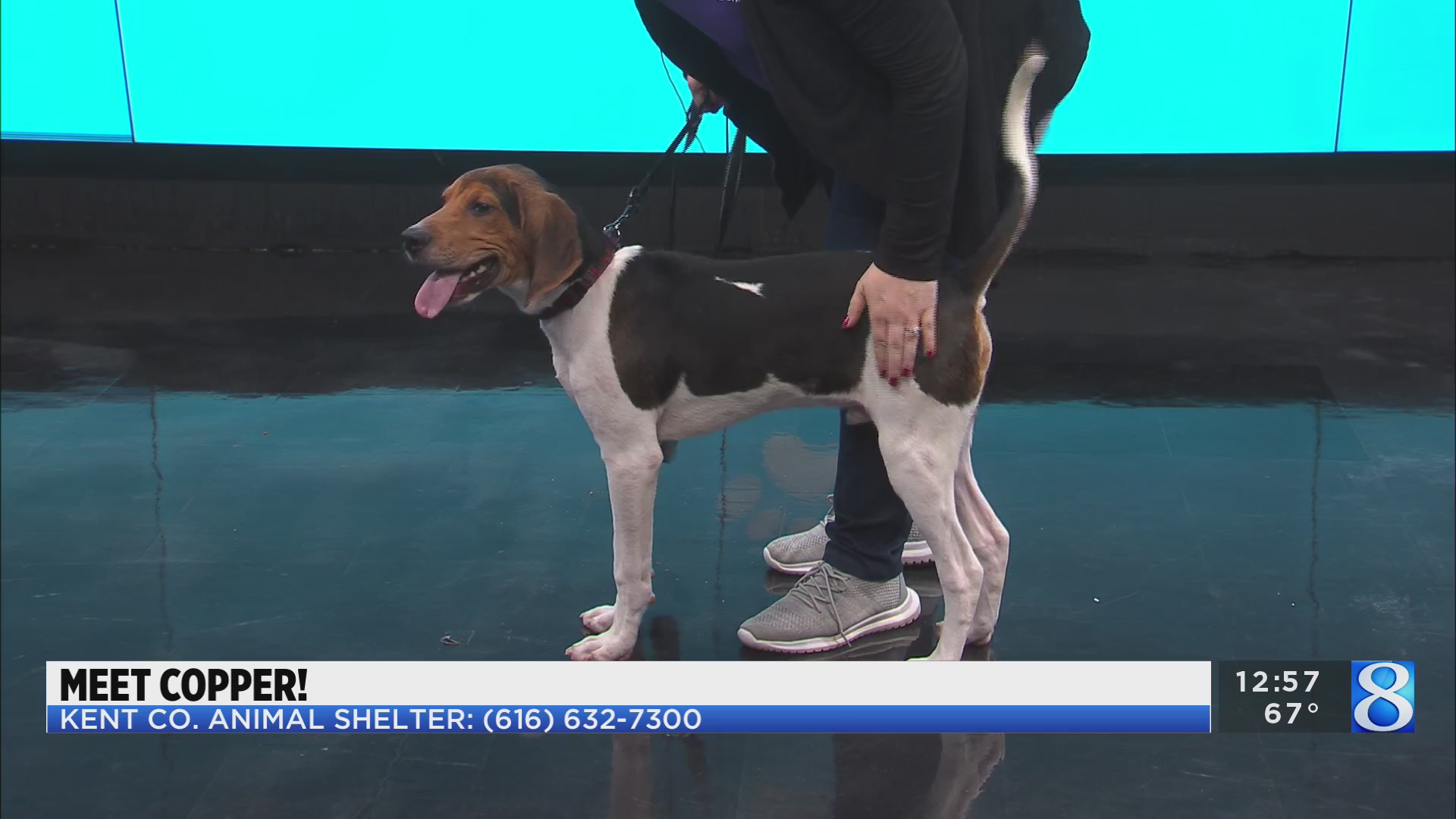 KCAS Pets of the Week: Tuck and Copper – WOODTV.com
