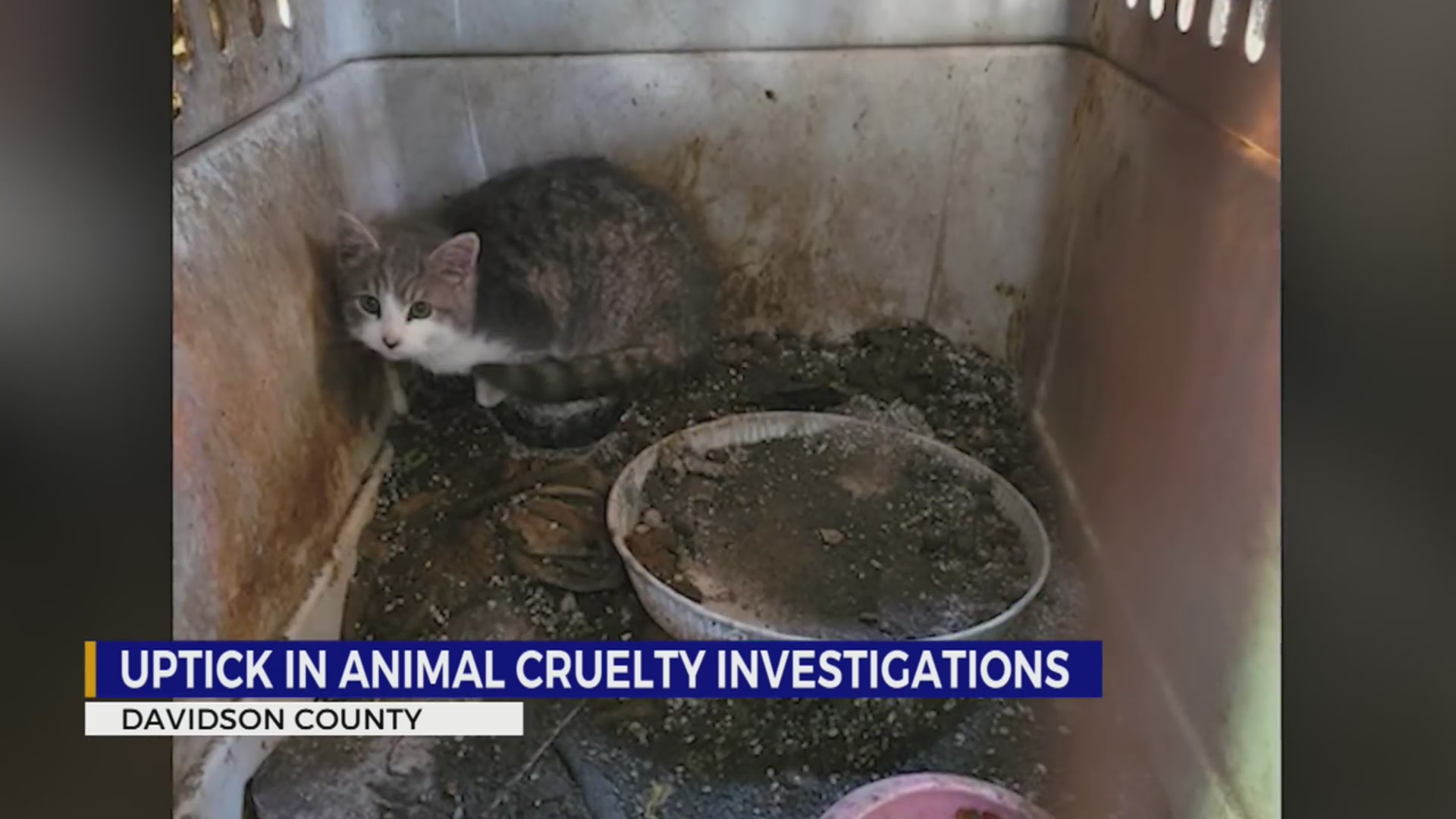 Davidson County seeing uptick in animal cruelty investigations – WKRN ...