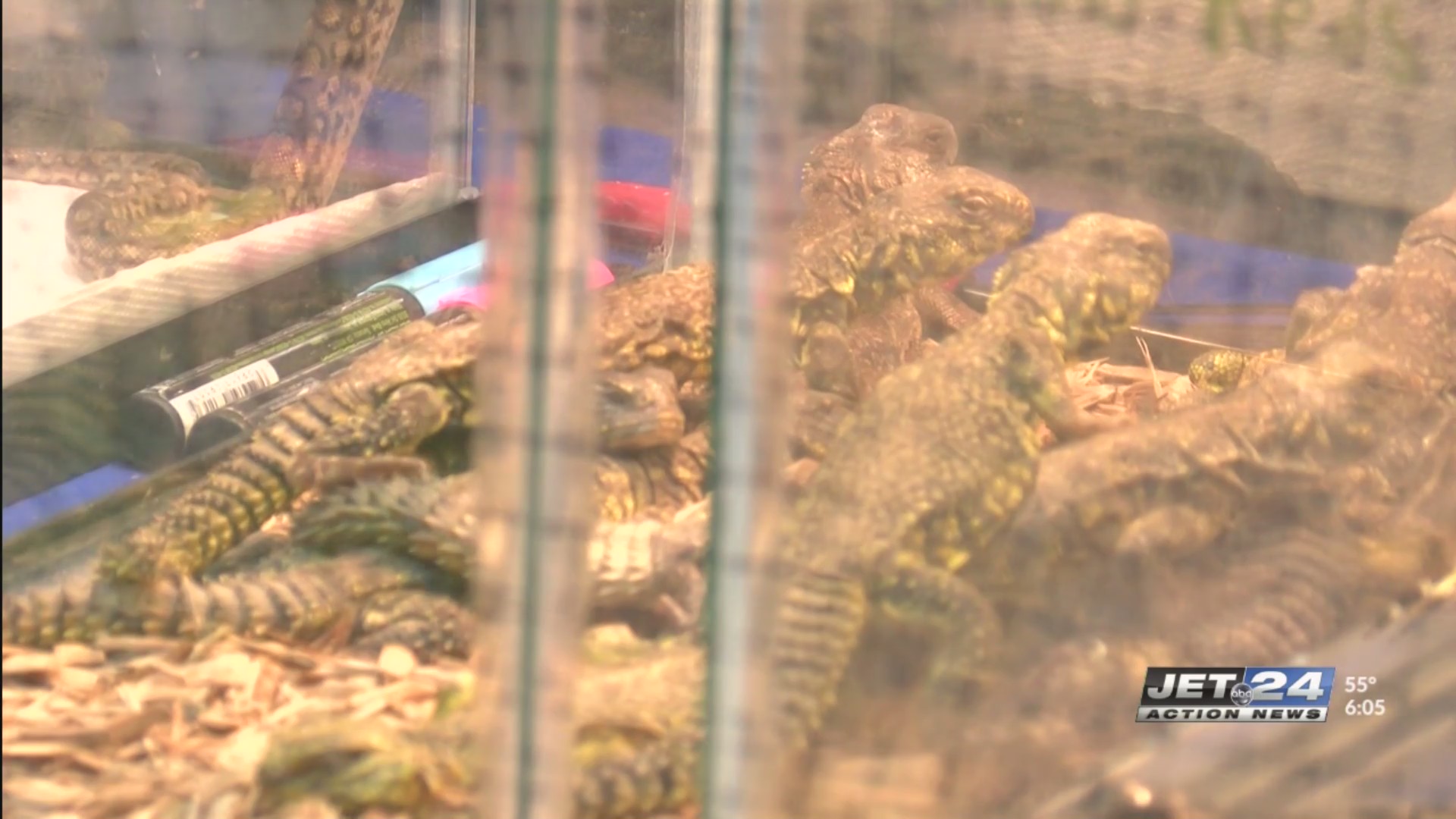 Tarantulas, snakes and creepy crawlers on display at Erie Reptile Expo ...