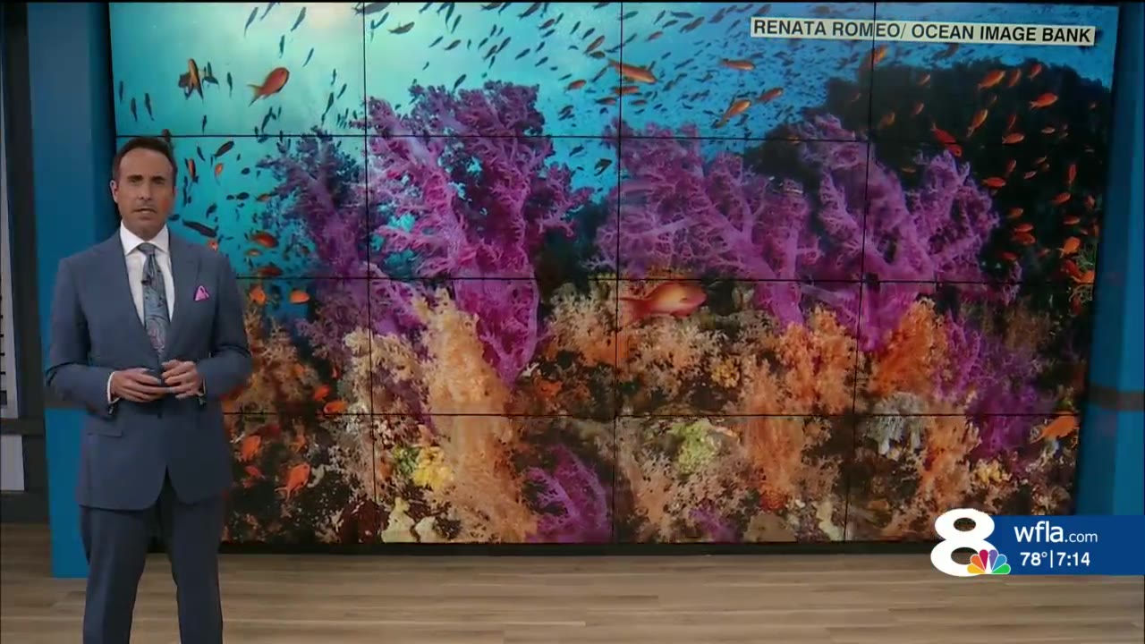 Severe Coral bleaching event in South Florida – WFLA