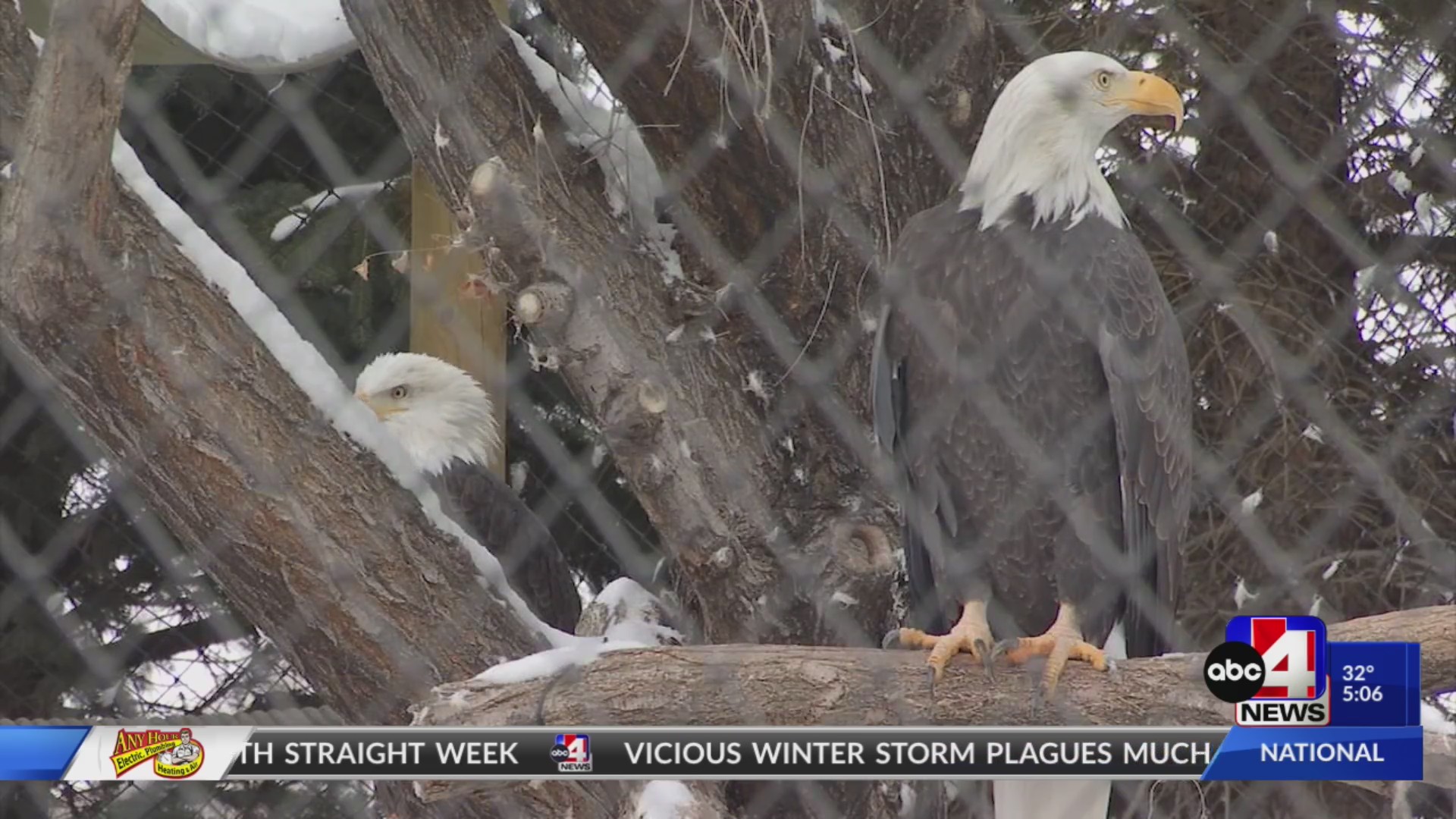 It’s Save the Eagles Day at Utah’s Hogle Zoo – ABC4 Utah