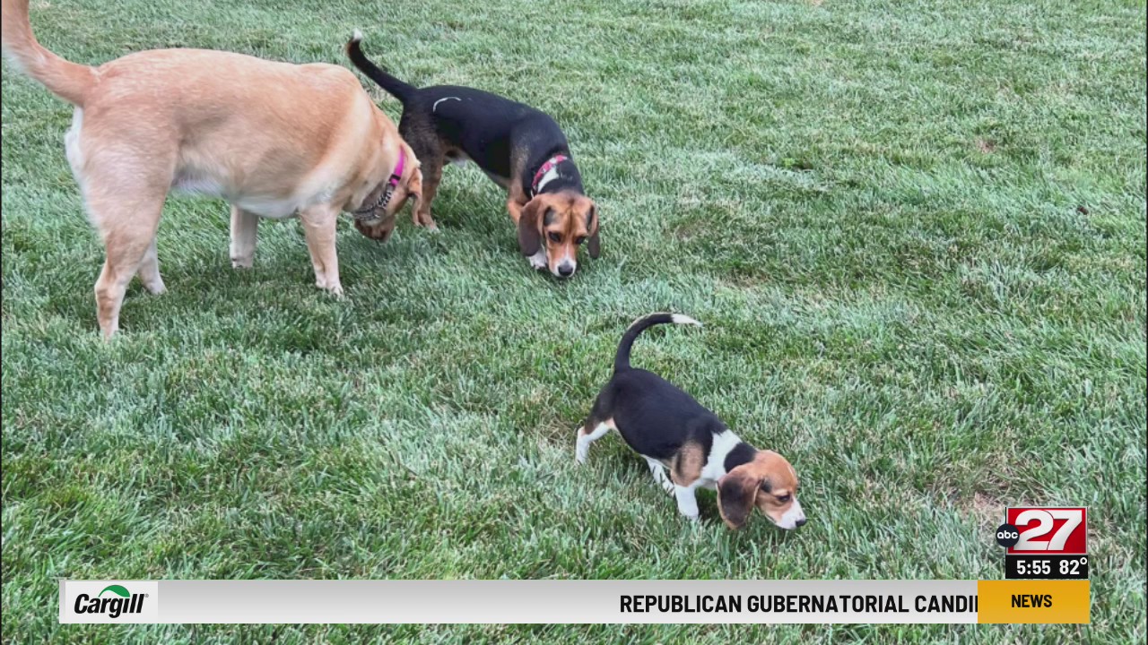 Adams Co. SPCA takes in dogs from Va. mass breeding facility – ABC27
