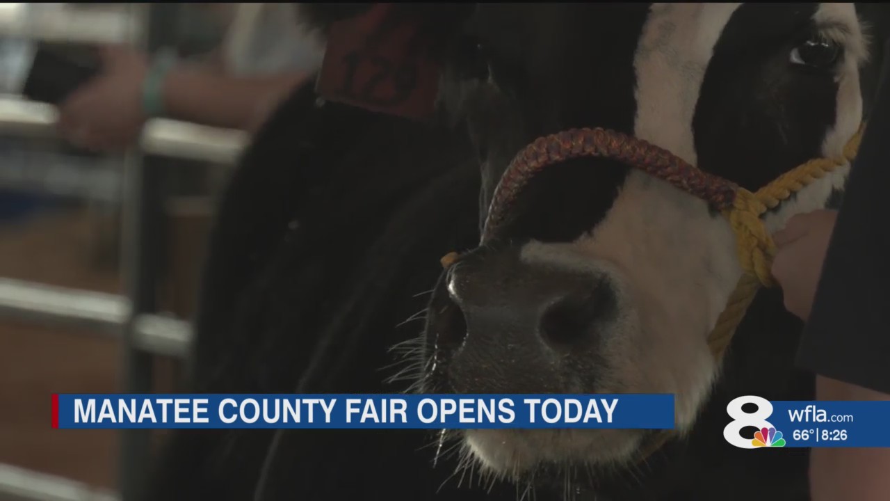 Manatee County Fair kicks off with livestock shows – WFLA